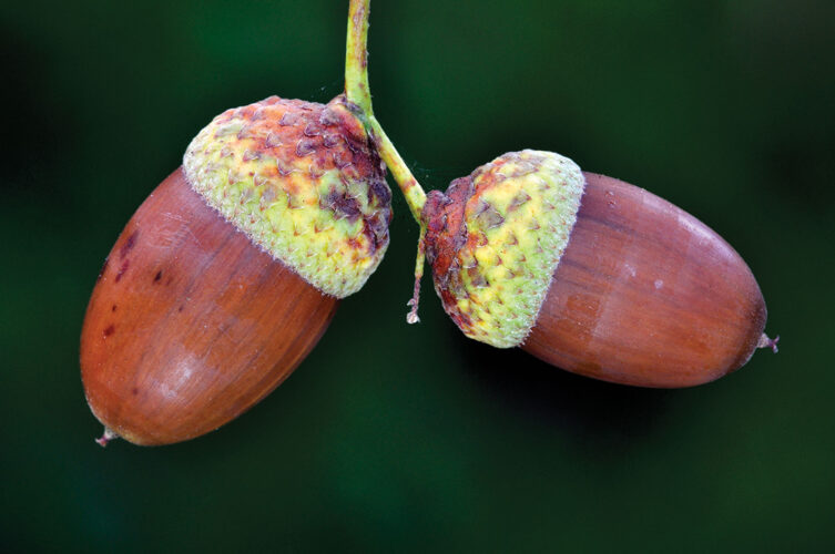 The Wild Acorn Kitchen – Mother Earth News